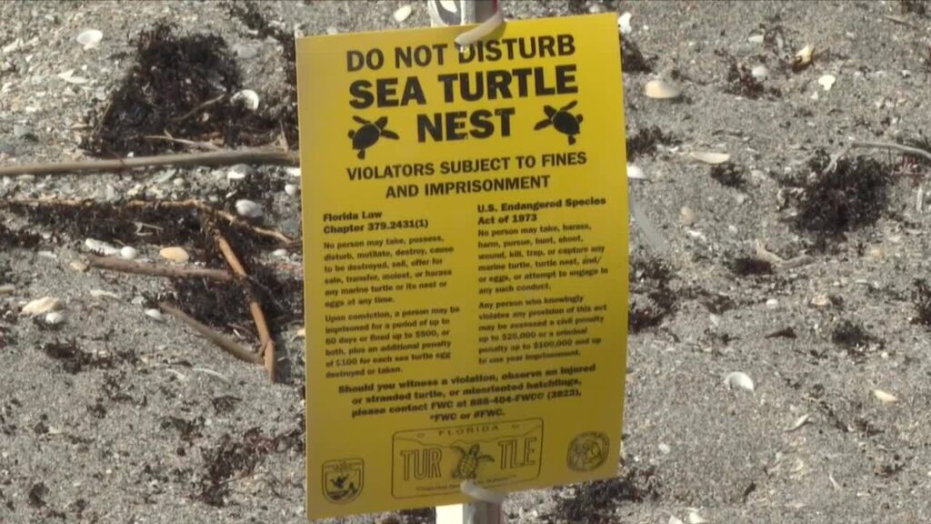 Jupiter Beach Dance Parties To Continue Near Sea Turtle Nesting Area ...